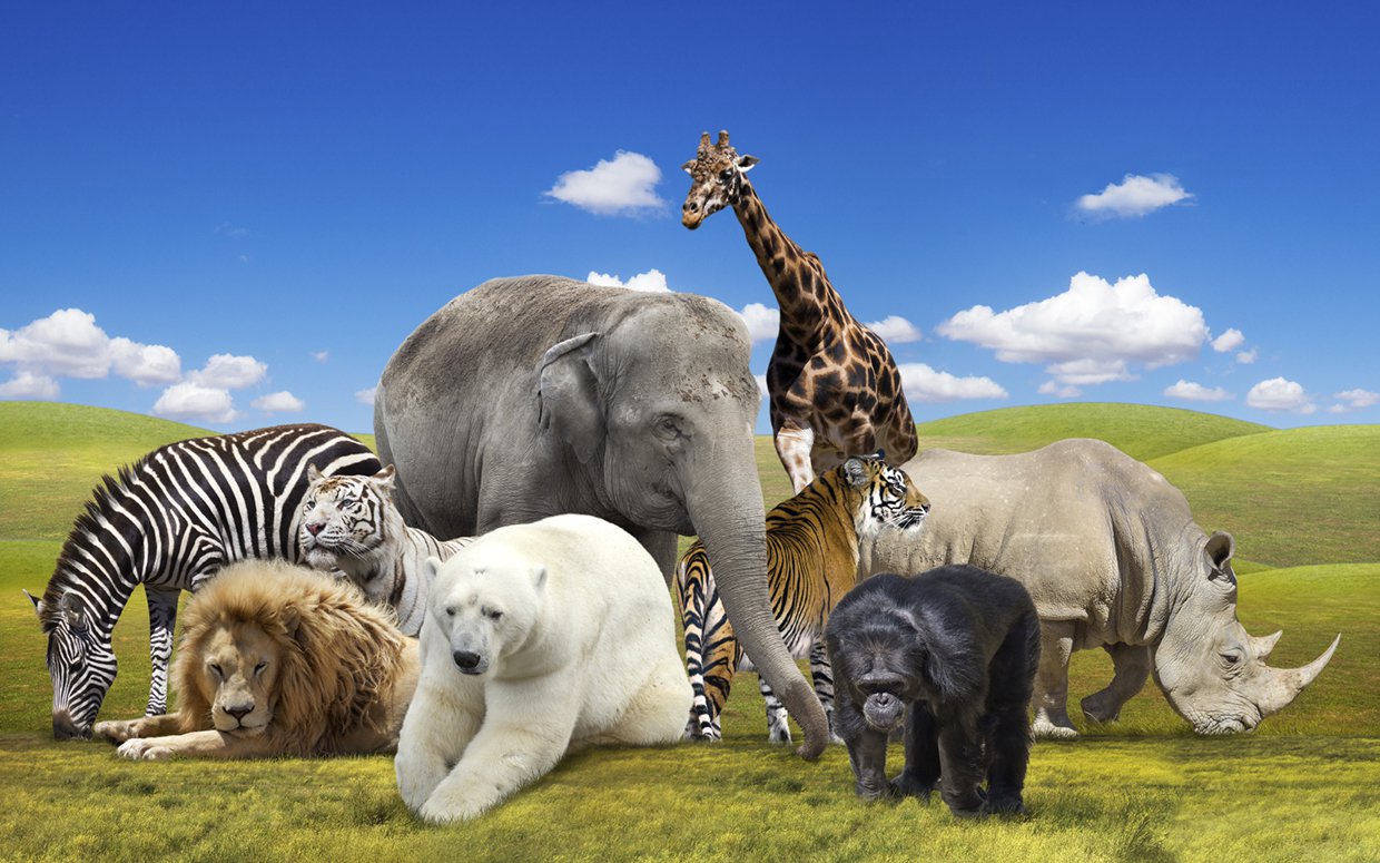 What are your favourite animals and why? - St Mark's C of E Primary School
